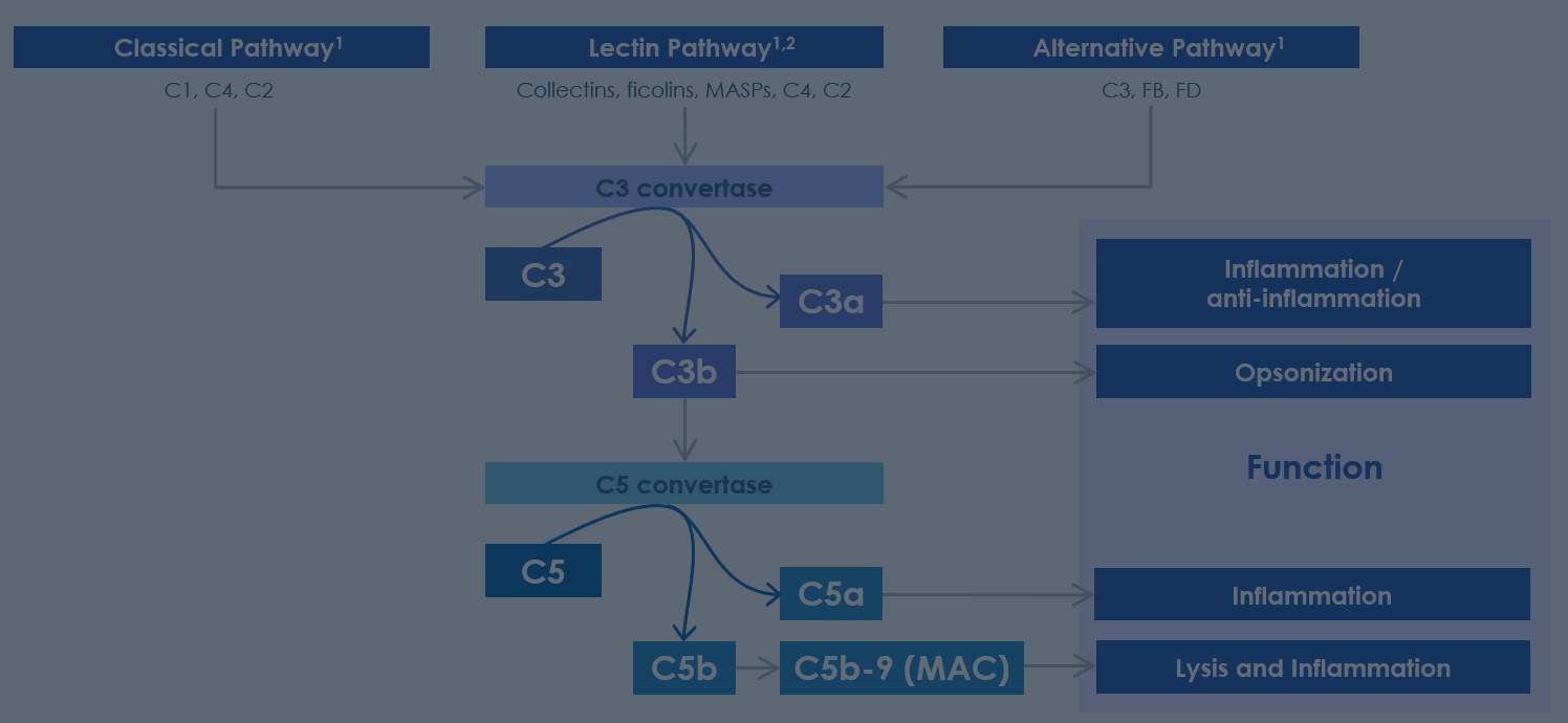Dry AMD and Geographic Atrophy 2023